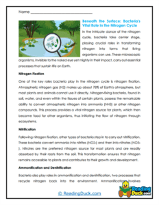 Nitrogen Cycle Worksheets | Reading Duck.com