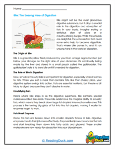 Digestive System Reading Worksheets | Reading Duck.com