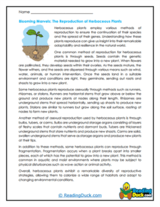 Plant Reading Worksheets | Reading Duck.com