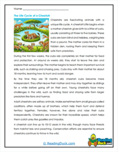 Cheetah Worksheets | Reading Duck.com