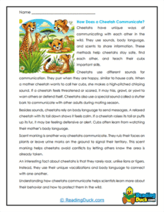 Cheetah Worksheets | Reading Duck.com