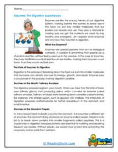 Digestive System Reading Worksheets | Reading Duck.com