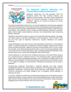 Endocrine System Reading Worksheets | Reading Duck.com