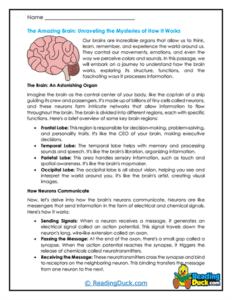 Nervous System Worksheets | Human Body | Reading Duck.com