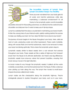 Lymphatic System Worksheets | Human Body | Reading Duck.com