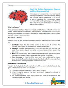 Nervous System Worksheets | Human Body | Reading Duck.com