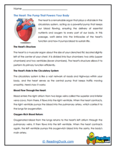 Circulatory System Worksheets | Human Body | Reading Duck.com