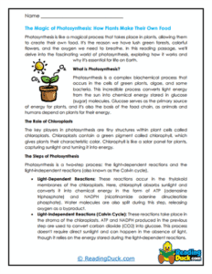 Photosynthesis Worksheets
