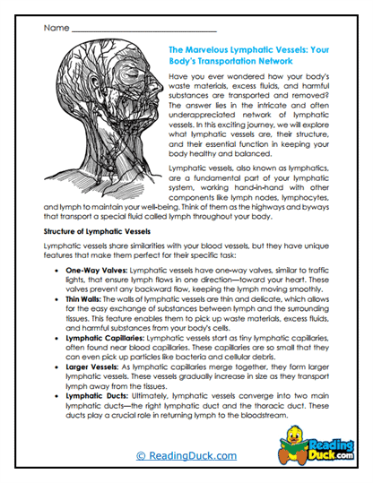 Lymphatic System Worksheets | Human Body | Reading Duck.com