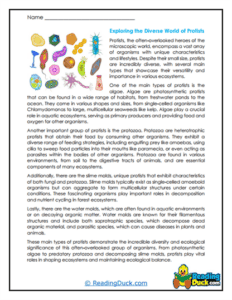 Protists Worksheets